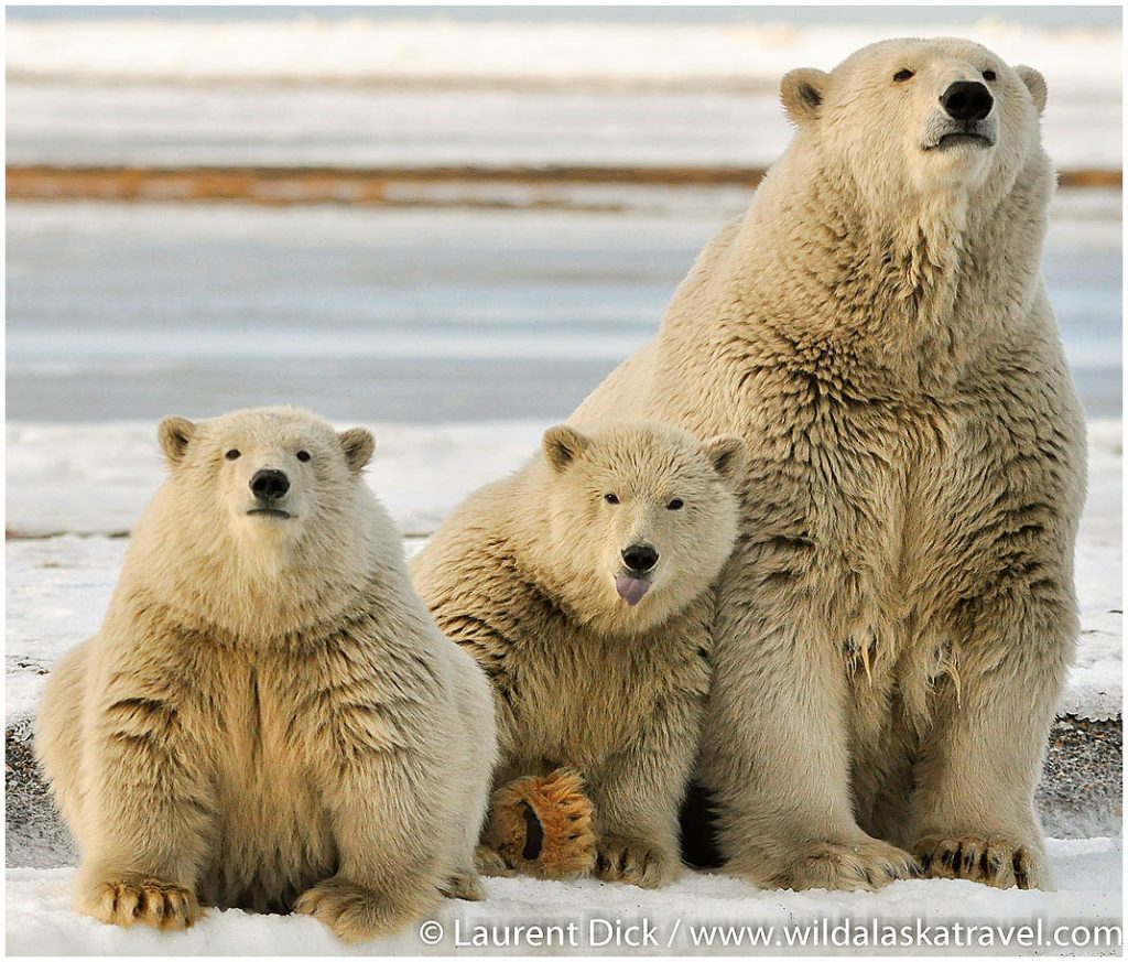 Polar Bear Tours - #1 Polar Bears Tour in Alaska!