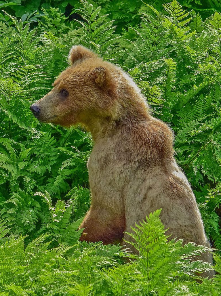 Alaska Bear Trips - Brown Bear Viewing Photo Tour